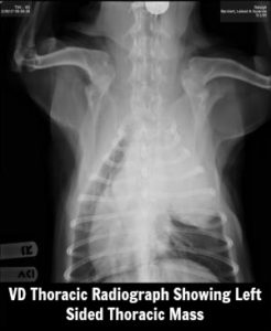 VD Thoracic Radiograph Showing Left Sided Thoracic Mass | Carolina ...
