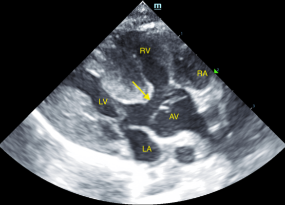 Echocardiogram | Carolina Veterinary Mobile, LLC
